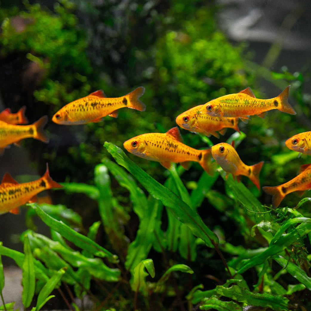 Barbus oro – Acuario Vida