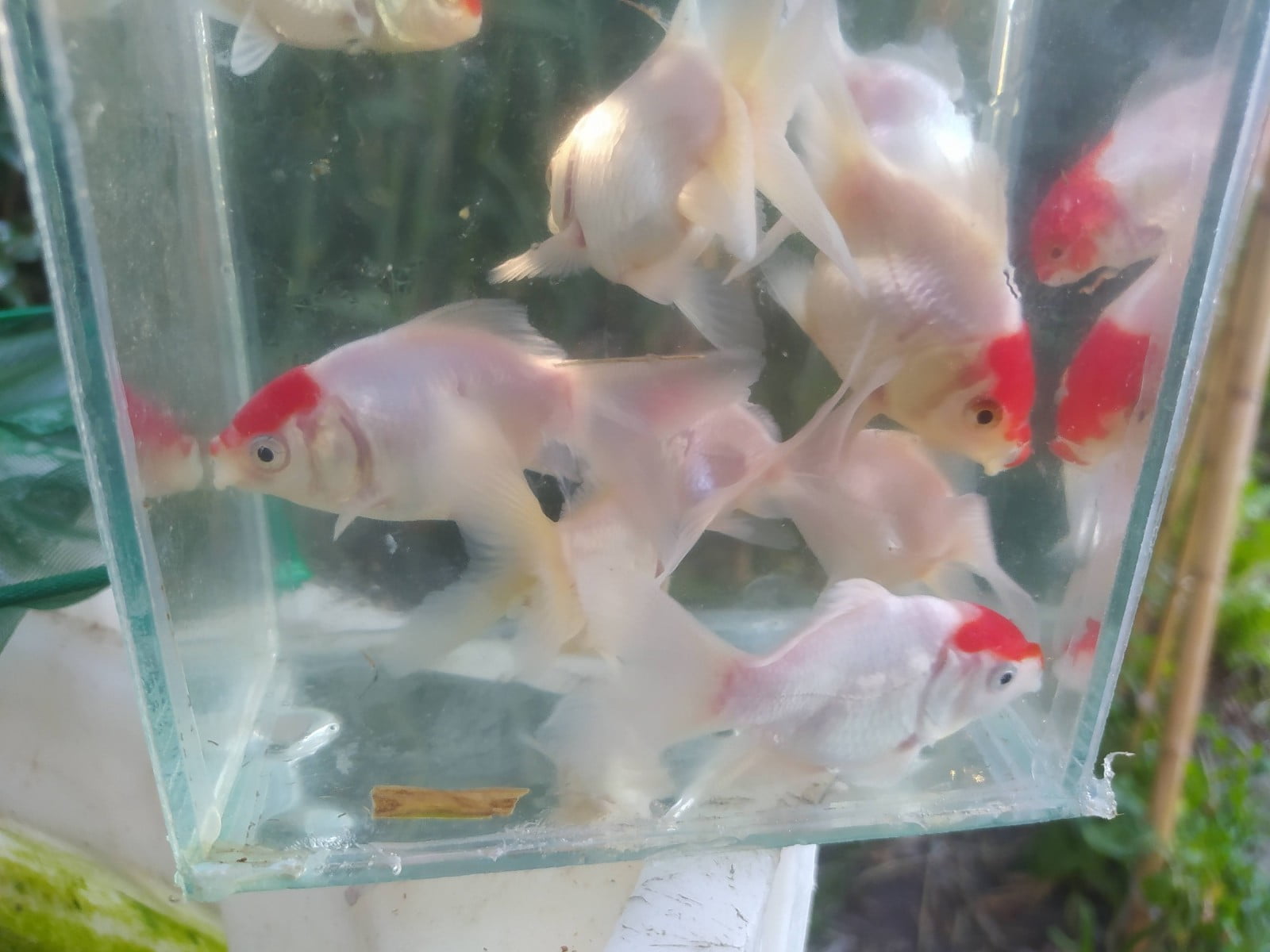 Carassius Red Cap – Acuario Vida